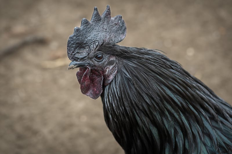 Ayam Cemani - Multan Hatching Master
