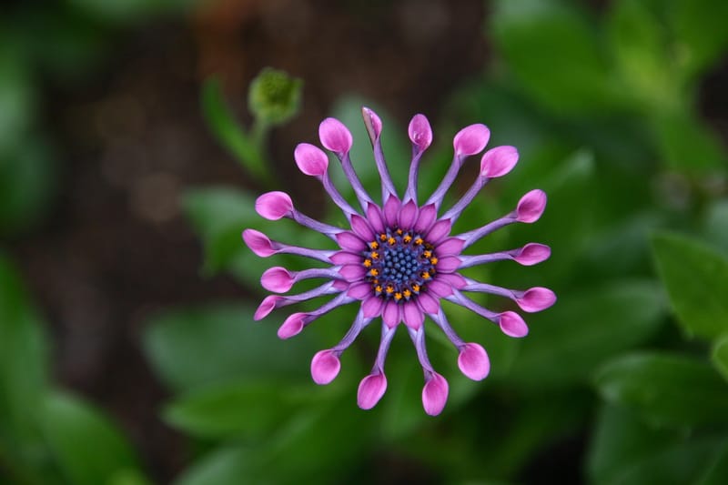 flower of the month Osteospermum - pocket full of posies