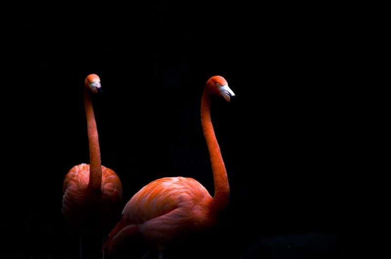 2 BLACK FLAMINGOS