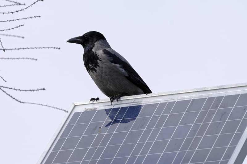 Protect your Solar PV panels from birds