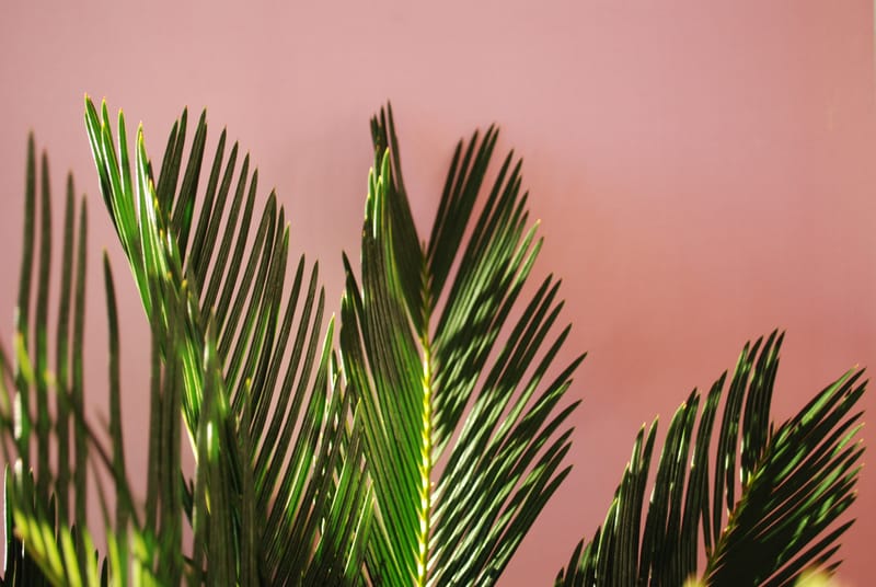 Coral Palms - Make Yourself At Home