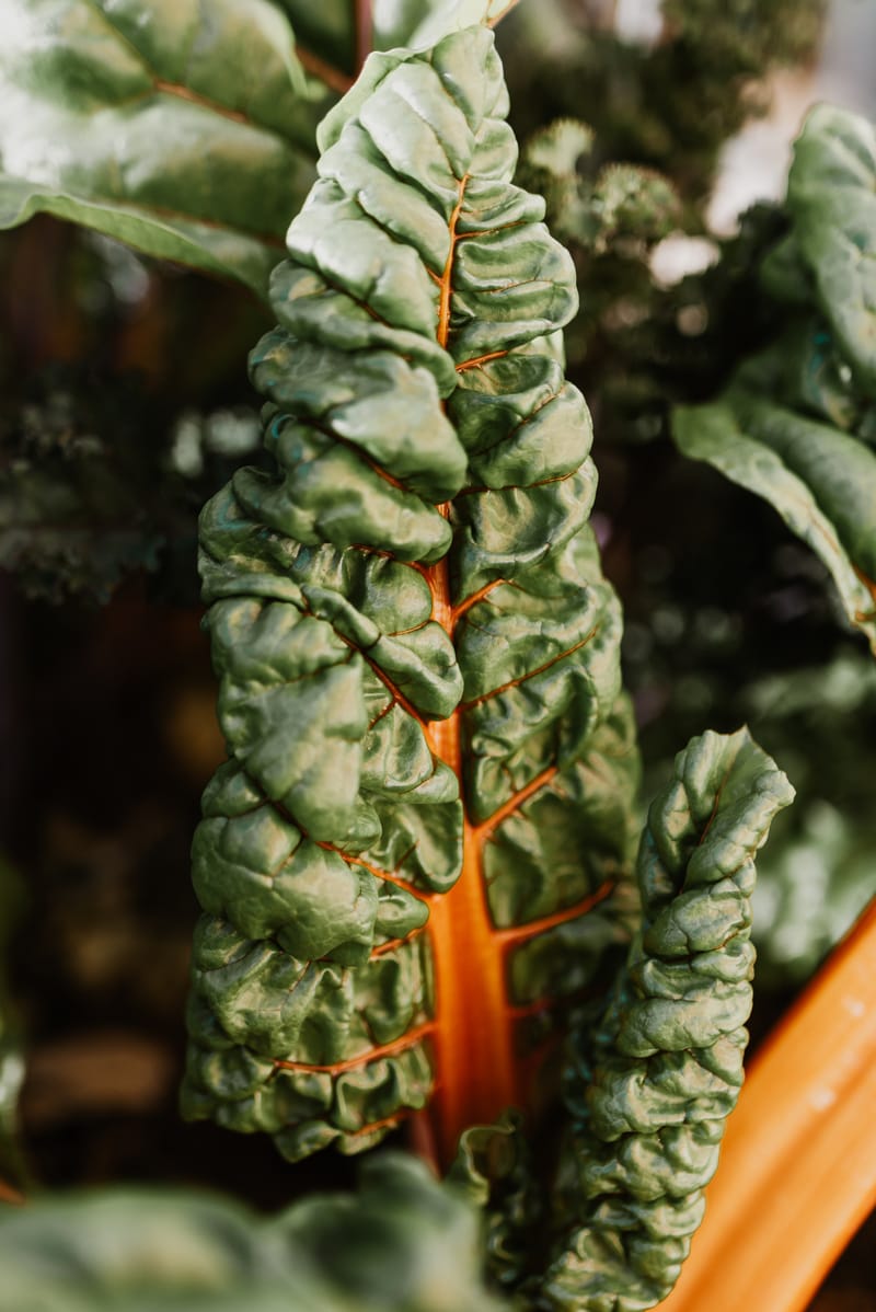 10 Fast-Growing Vegetables - Teller Rifles