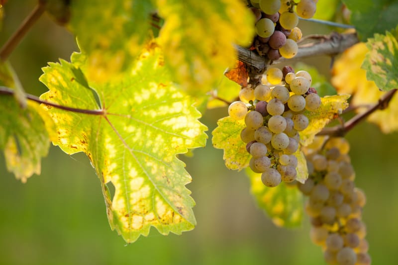 The Grapevine Christian Community - Welcome to The Grapevine Christian ...