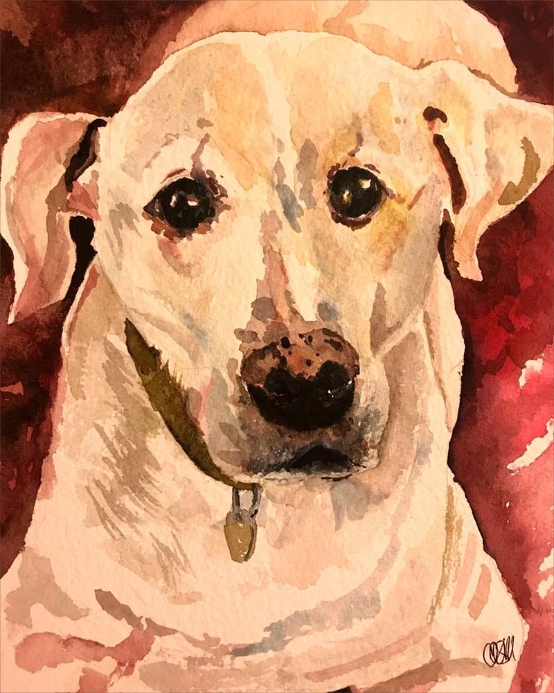 Yellow Lab - Christina Gilchrist