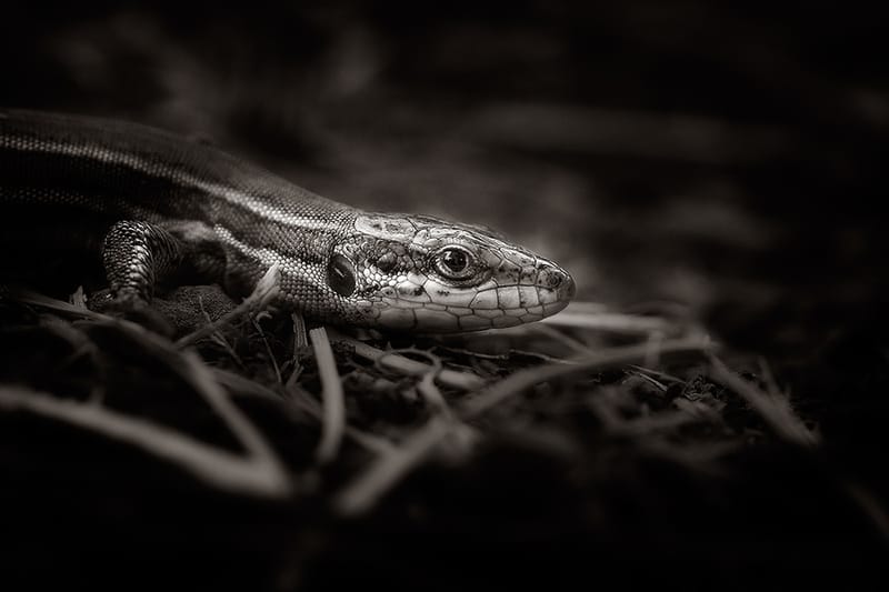 Ruud Peters - Lizard - Squal-Photographie