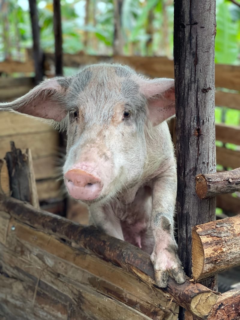 Impact Story No.2 - Tadeo Monday - Agripreneurship Alliance