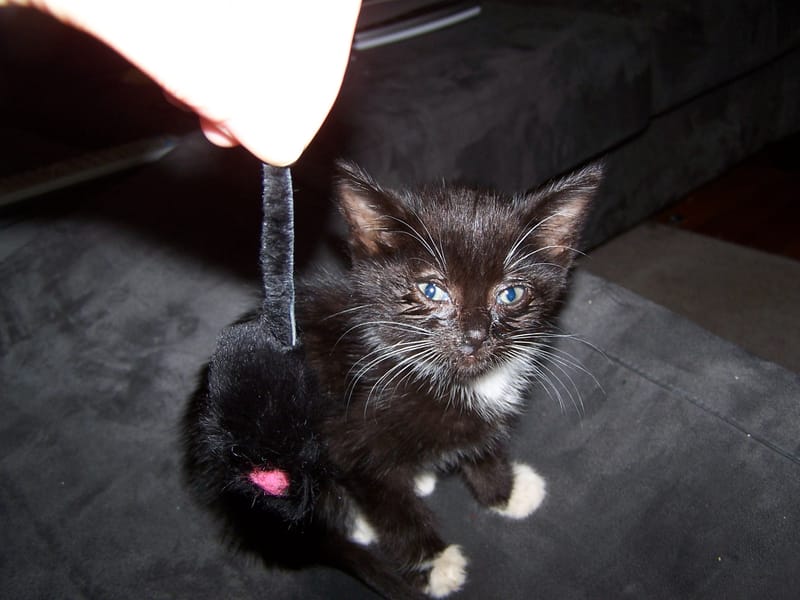 Cat Rescue Groups - Stray New Zealand