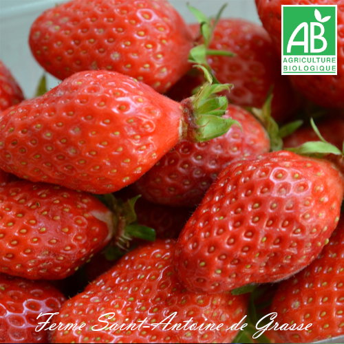 Fraises Gariguettes - Ferme Saint-Antoine de Grasse