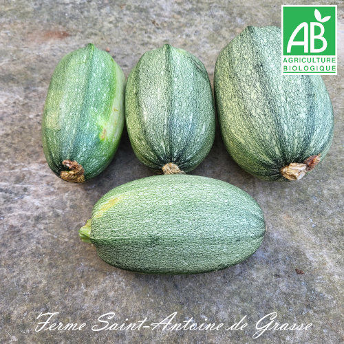 Courgettes Poire - Ferme Saint-Antoine de Grasse