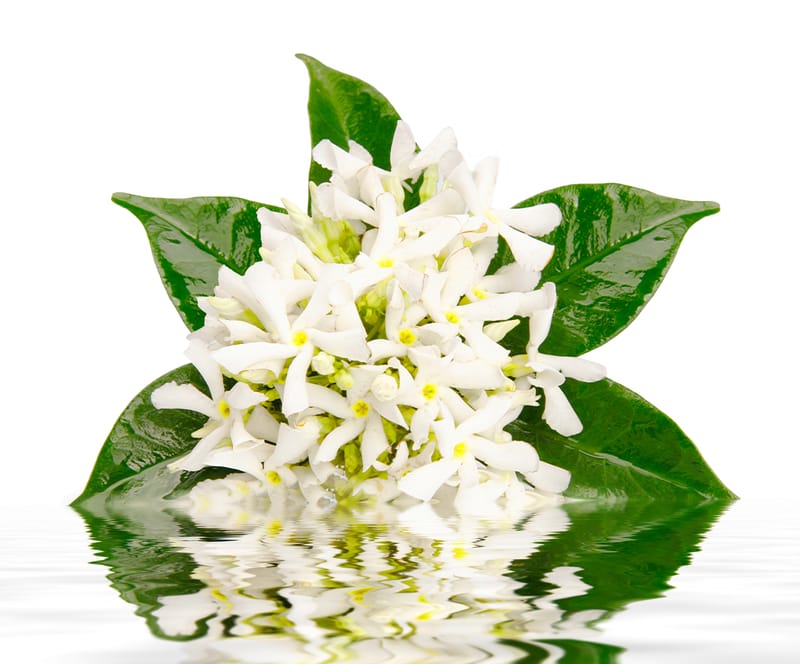 Neroli - Citrus aurantium ssp amara 3% - naturalscents.com.au