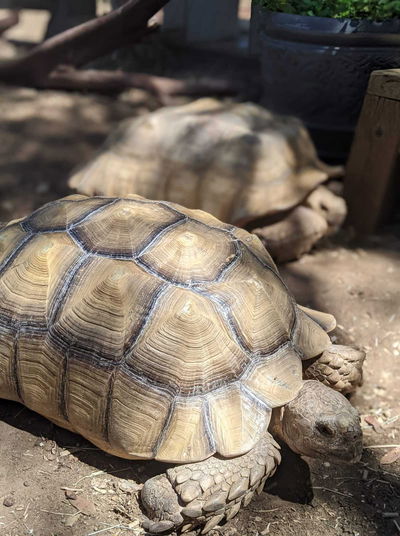 Alpine Rabbitry & More..