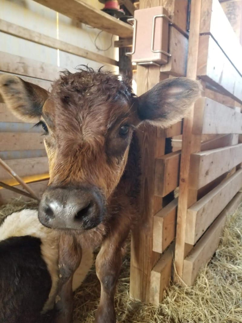 Rue's Mini Moos and Rabbitry