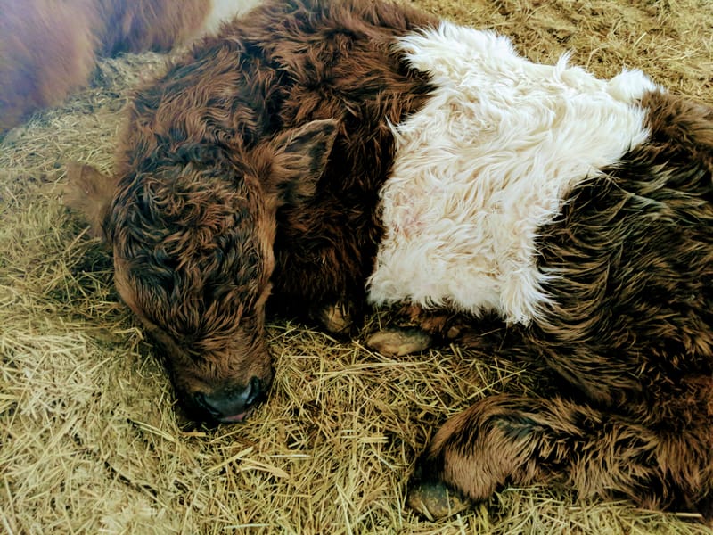 Mid-size to Miniature Cows - Belted Galloway Cows and Angora Rabbits