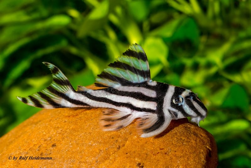 l 046 - Alex's zebra