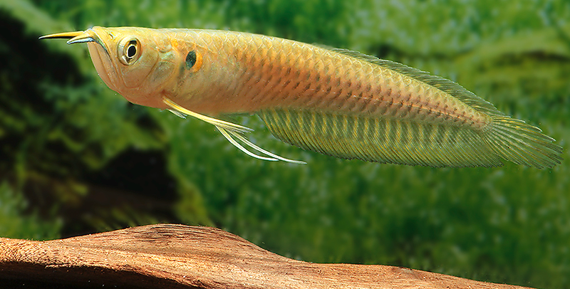 Silver Arowana - Alex's zebra