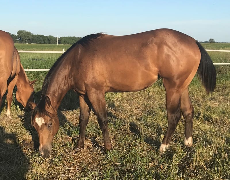 Hot N Touchable - Xceptional Quarter Horses