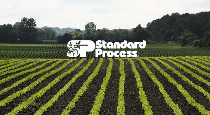 Standard Process Supplements - Wellness Huddle
