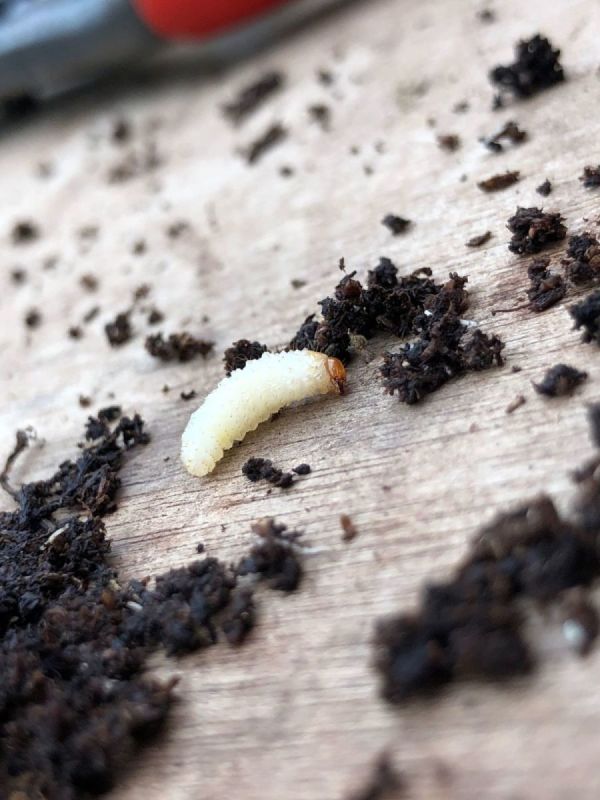 Step-by-Step Guide on Killing Vine/Root Weevils!