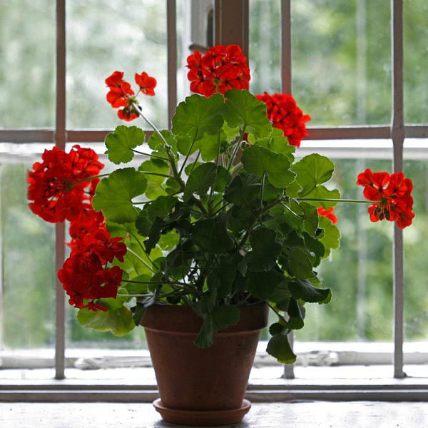 Geranium plant store