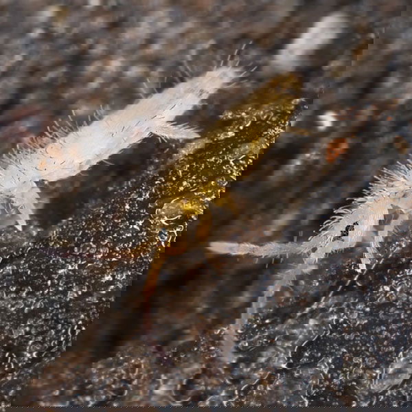 Identifying & Addressing Houseplant Springtails