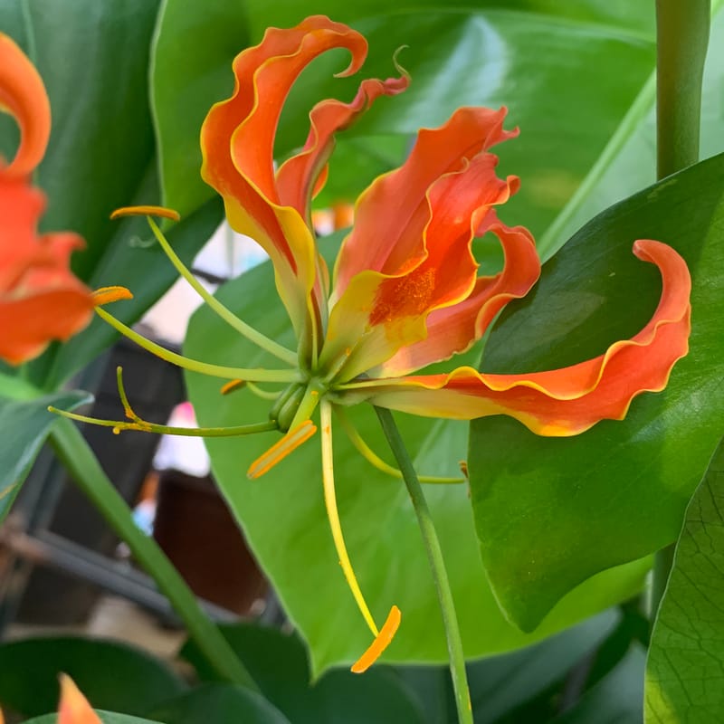 Caring for Indoor Gloriosa! (Fire Lilies)