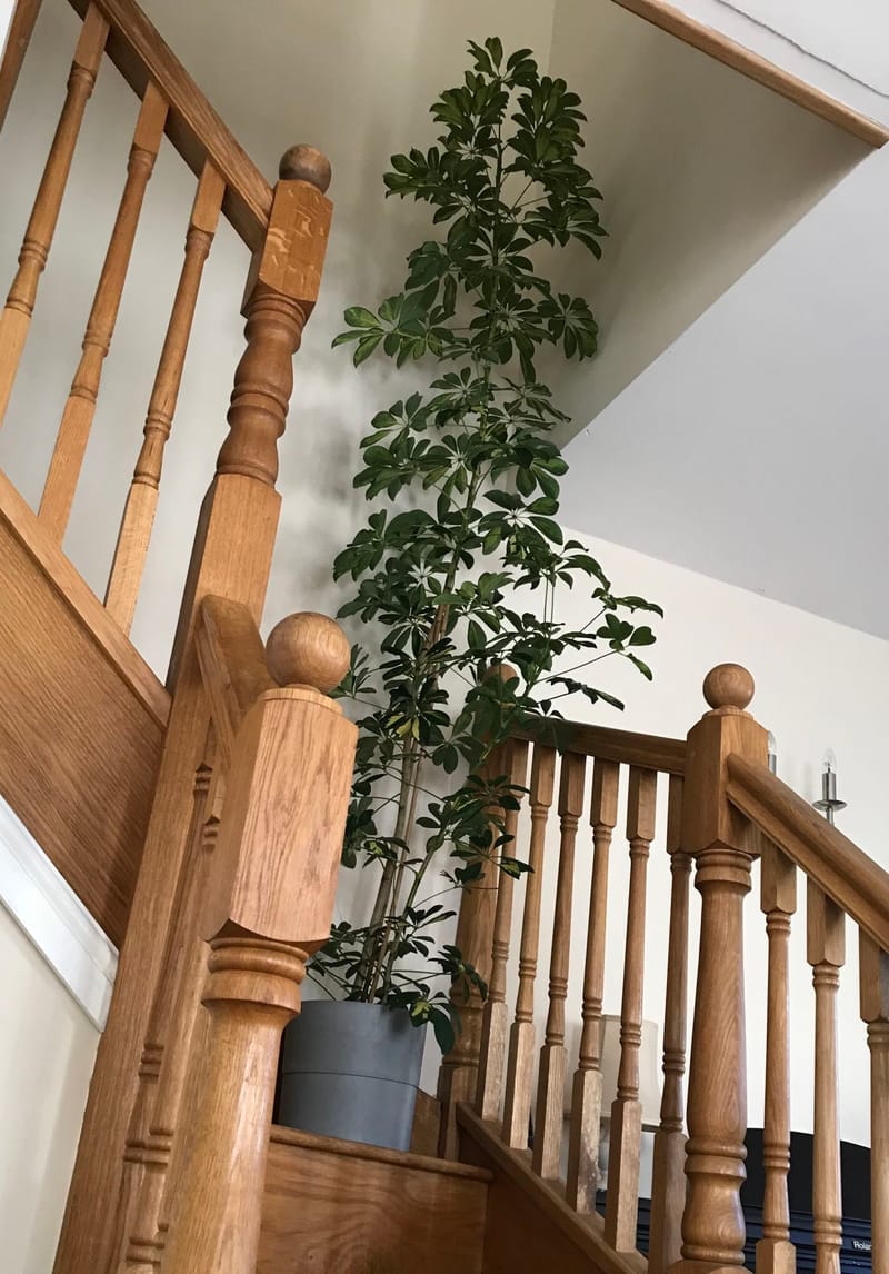 How to Grow Indoor Umbrella Trees! (Schefflera Arboricola)