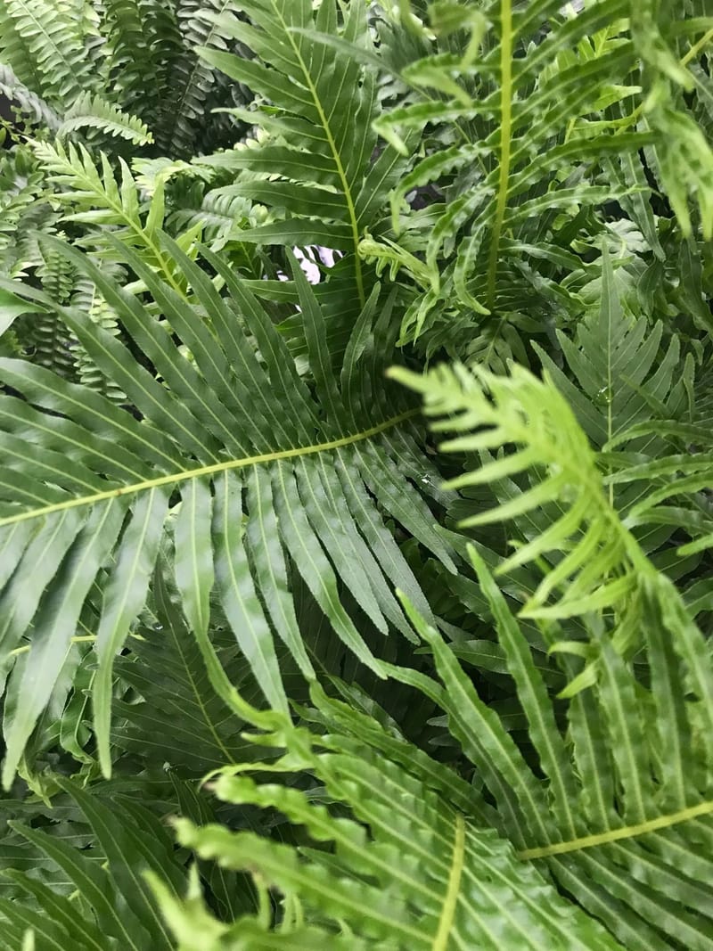 Most Common Fern Problems Explained