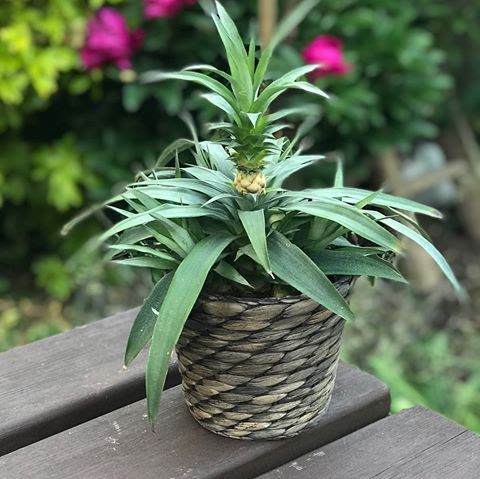 How to Grow Indoor Pineapple Plants!
