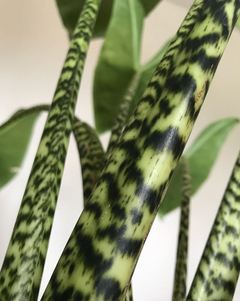 The Ultimate Guide for Zebra Plants!