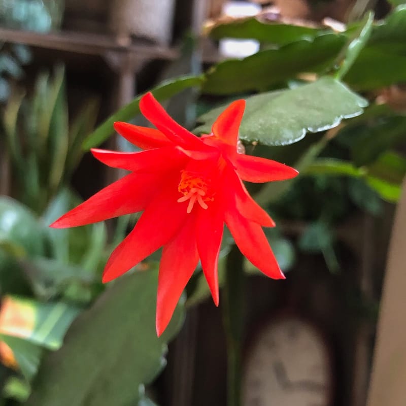 Our Care Guide for Easter Cacti