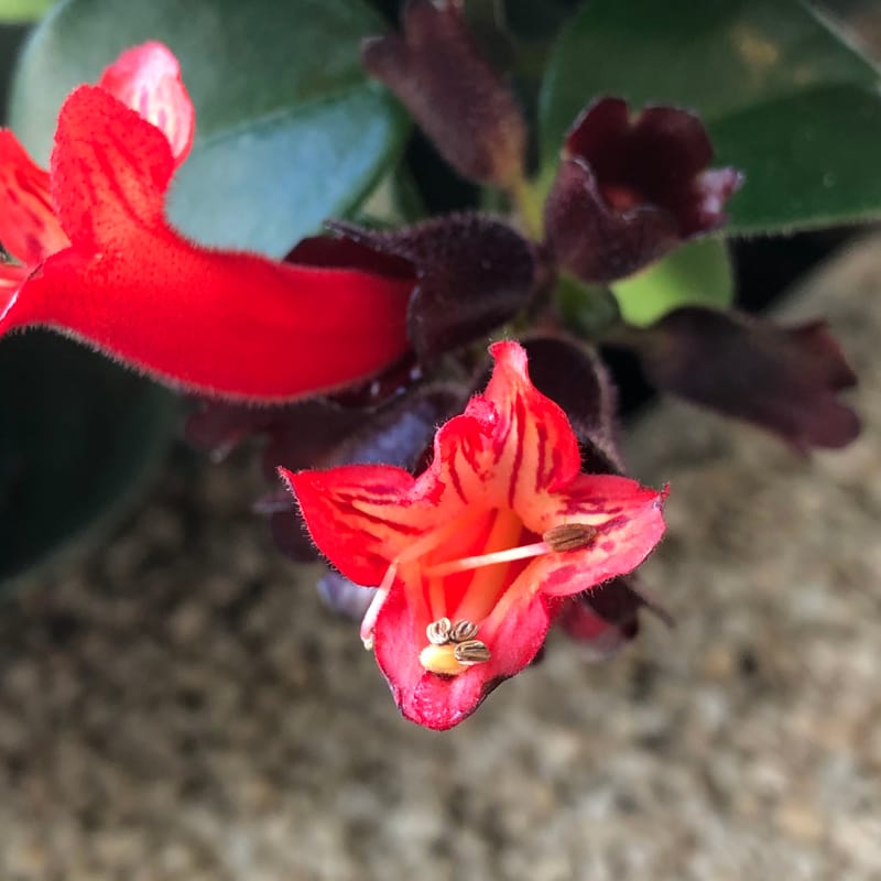 Our Cheatsheet for Lipstick Plants! (Aeschynanthus)