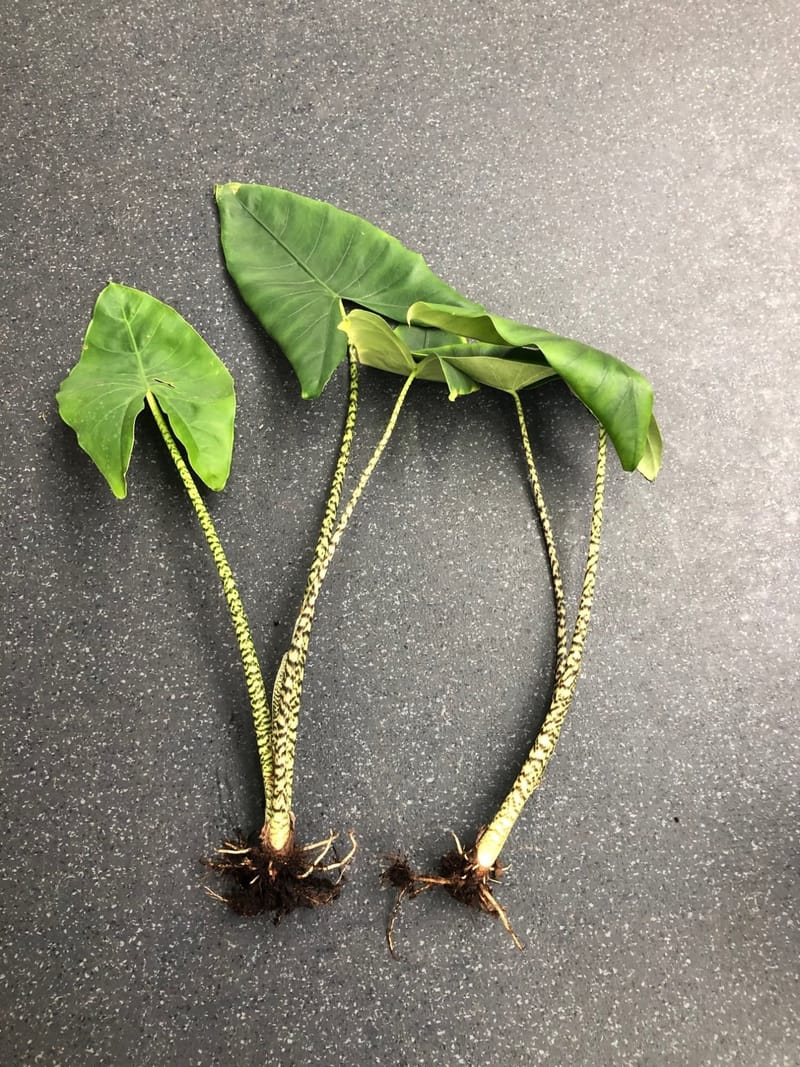 How to Get Rid of Root Rot (FOR GOOD!)