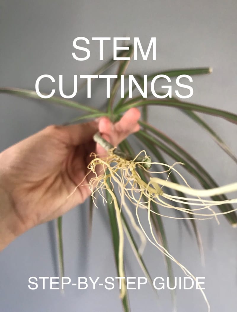 Tips for Taking Houseplant Stem Cuttings!