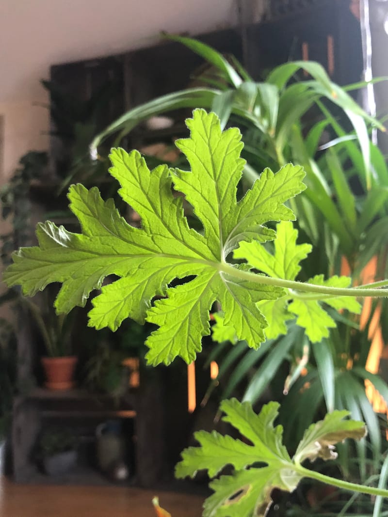 Growing Indoor Lemon-Scented Geranium!