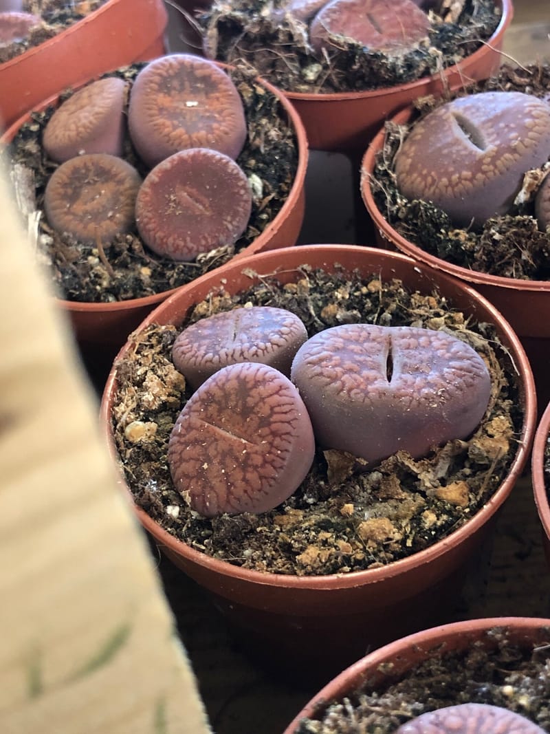 Top Tips for Growing Indoor Lithops (Living Stones & Pebble Plants)