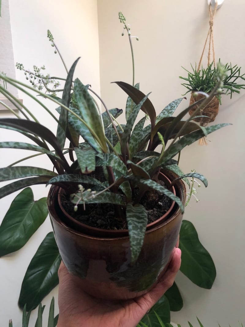 The COMPLETE Guide for Growing Silver Squills (Ledebouria Socialis)