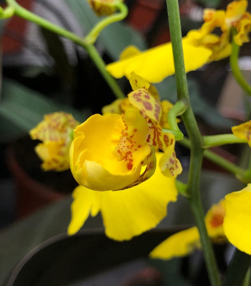 The COMPLETE Guide to Oncidium Orchids!