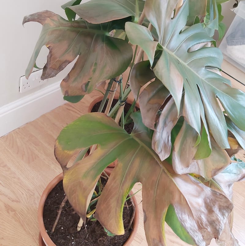 How to Address Houseplant Sun Scorch