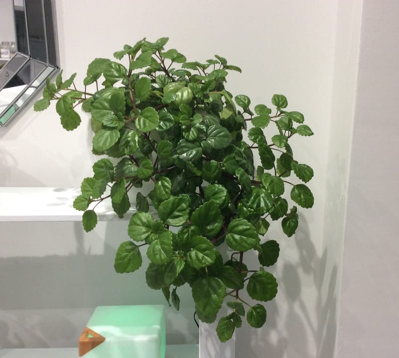 THE ULTIMATE CARE GUIDE for Swedish Ivy! (Plectranthus Verticillatus)