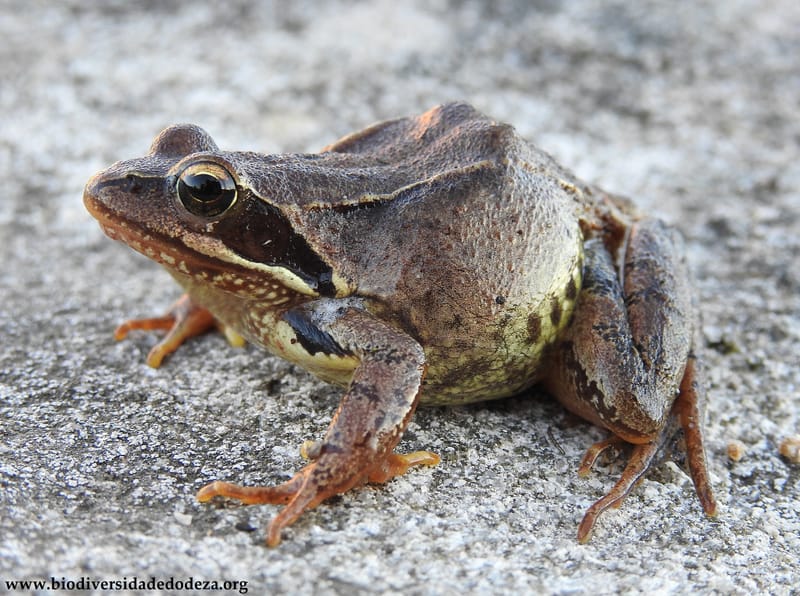 Rana parvipalmata - Biodiversidade do Deza