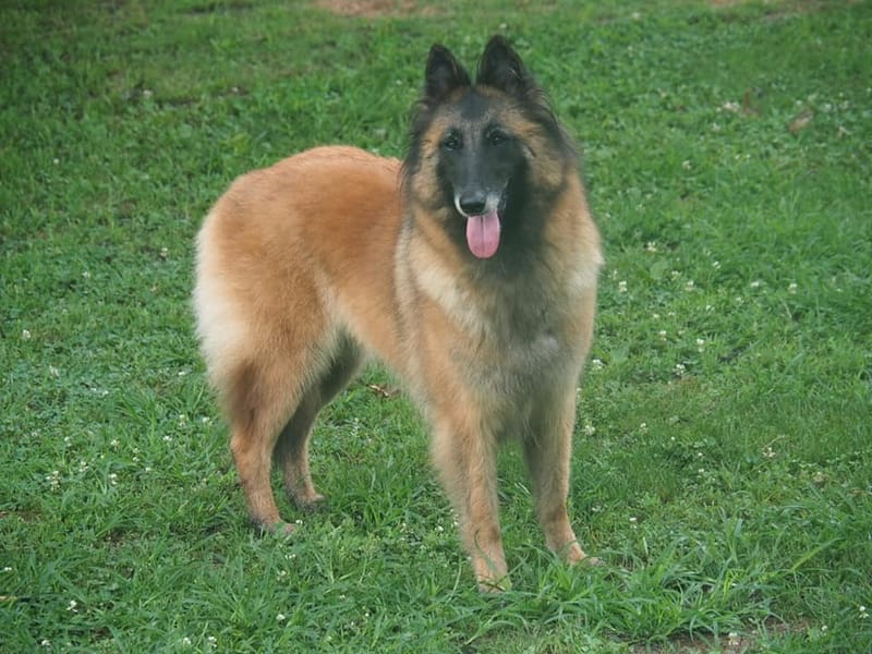 Ch. Bibi De Paliaro - aftershockbelgian.com