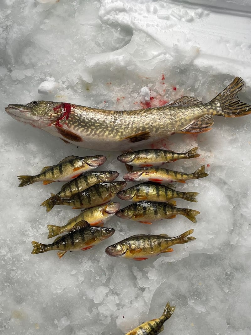 Ice Fishing and Micro - Sago's Tackle Co