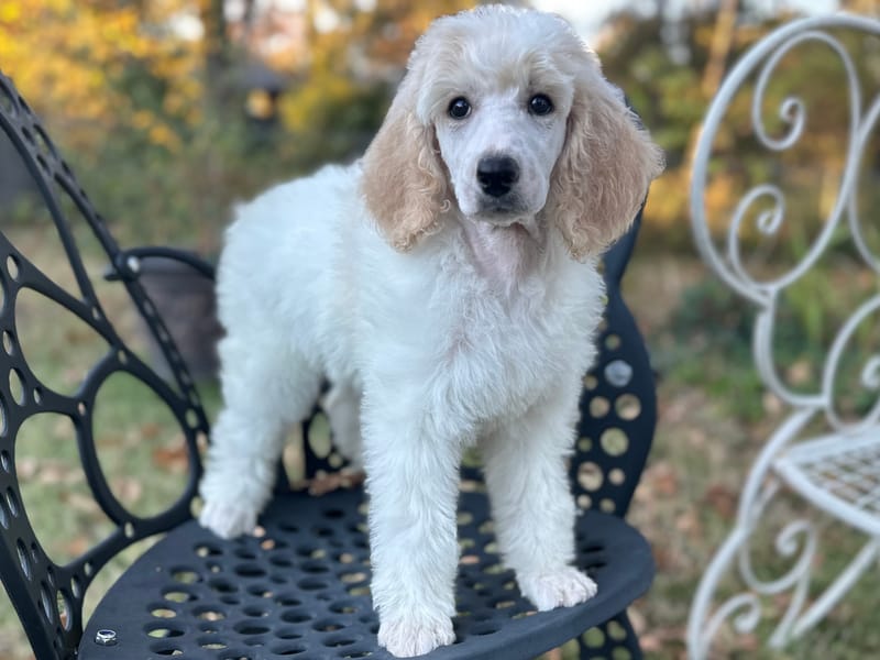 AKC standard poodle