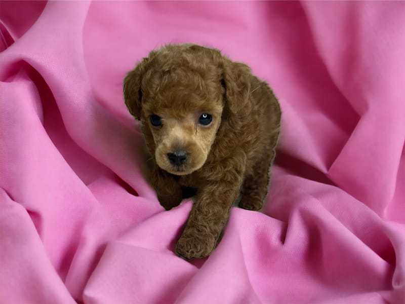 Ali - Storybook Standards