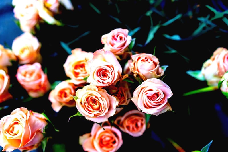 Bleach really does expire by Marcy Rae Henry - Black Coffee Review