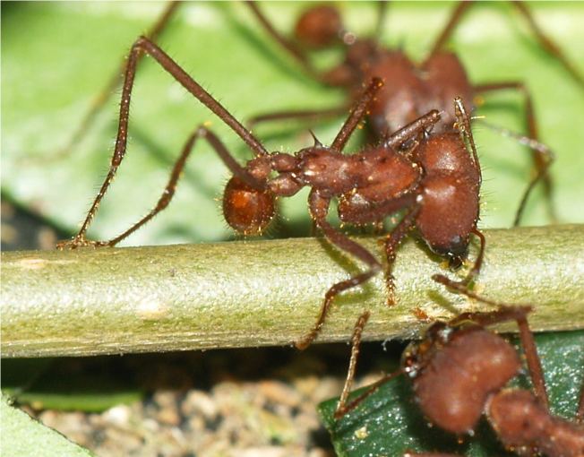 Hormiga arriera, una plaga evolucionada, eusocial y polimórfica ...