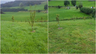 First Cut Gardening Services, North Wales