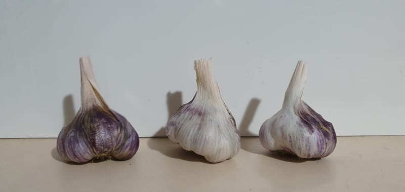 Gorgeous Polish Garlic Variety - Dolovsky - Garlic Kingdom Australia