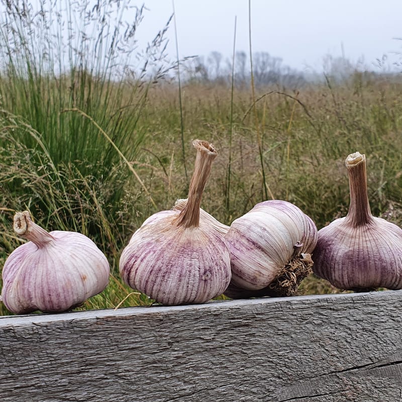 Fresh Garlic Available Now - Garlic Kingdom Australia