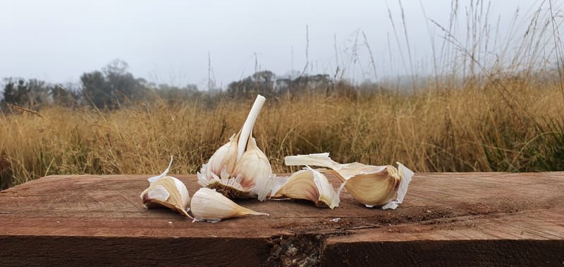 Garlic by Cultivar - Garlic Kingdom Australia